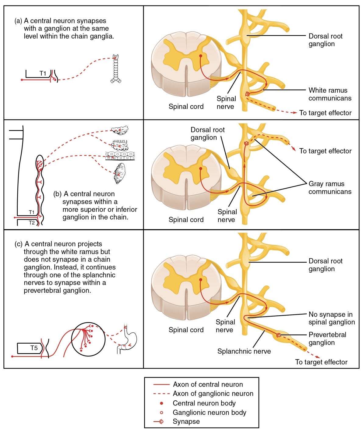 Sympathetic Division of the Autonomic Nervous System