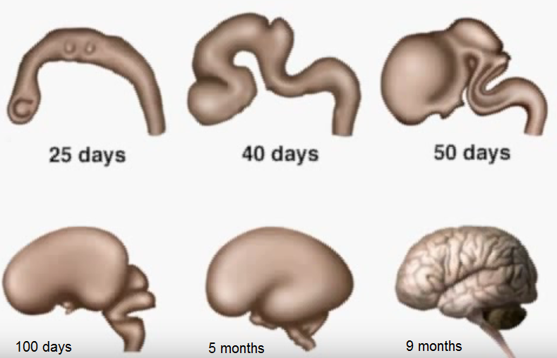 Origin, Structure and Functions of the Cranial Nerves and All Parts of ...