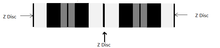 Gross and Microscopic Anatomy of Skeletal Muscle