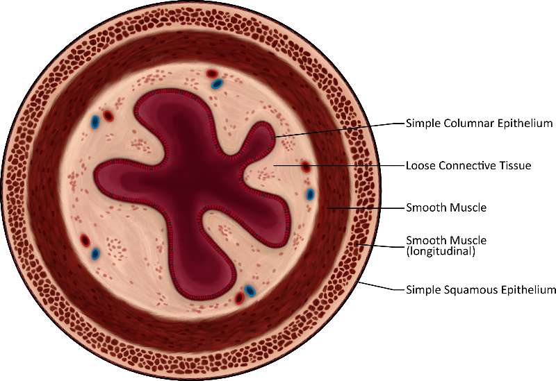 How are Organs Composed?