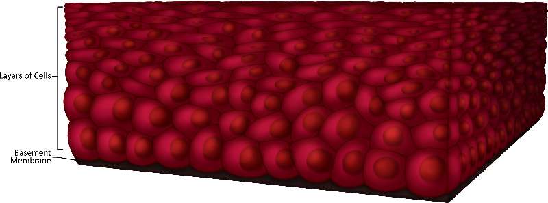 What Does Simple Squamous Epithelium Do? What Does it Look Like?