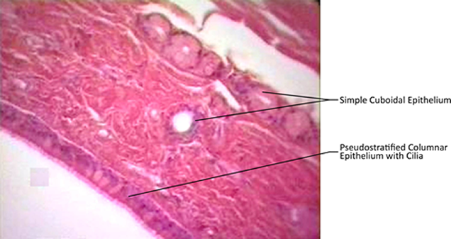 Characteristics of Primary Tissue Types