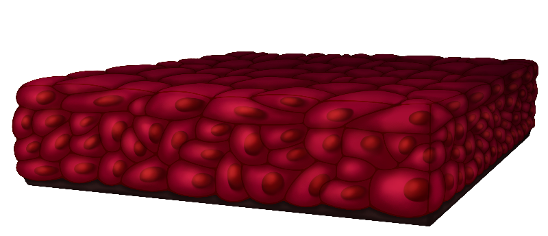 Characteristics of Primary Tissue Types